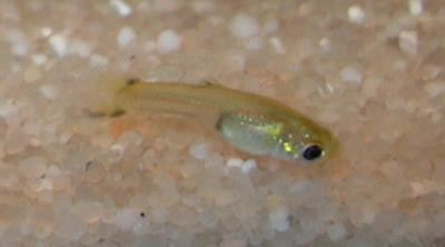 Acheter bébé guppy