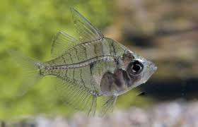 Acheter chanda ranga