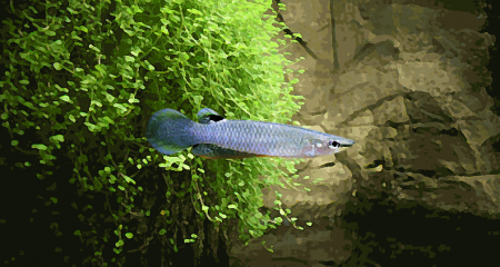 Acheter aplochelius blue panchax sur la boutique FishFish - Achat en ...