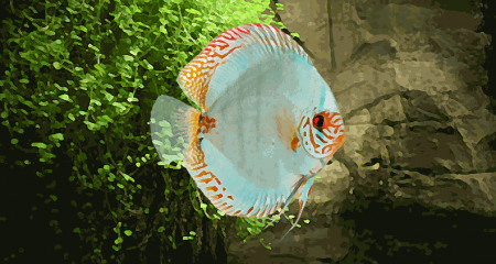 Acheter discus stendker solid turquoise (environ 9 cm) sur la boutique ...