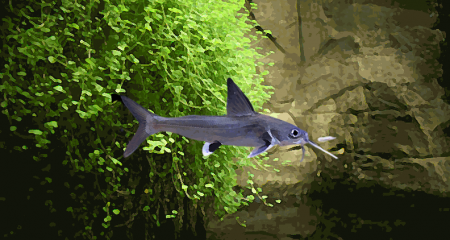 Acheter arius seemani (environ 7 cm) sur la boutique FishFish - Achat ...