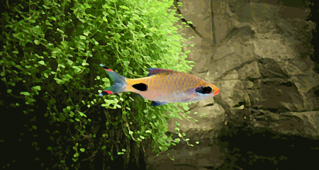 Acheter barbus filamentosus sur la boutique FishFish - Achat en ligne ...