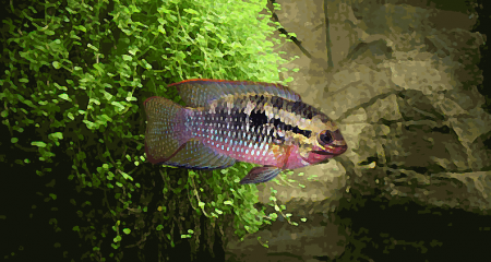 Acheter aequidens dorsiger (environ 4 cm) sur la boutique FishFish ...