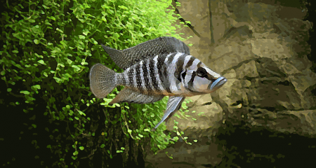 Acheter lamprologus calvus (environ 5 cm) sur la boutique FishFish ...