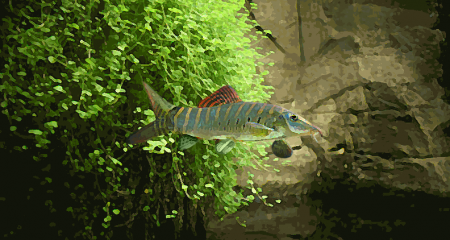 Acheter botia helodes (environ 7 cm) sur la boutique FishFish - Achat ...