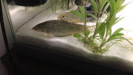 Acheter lot poisson aquarium