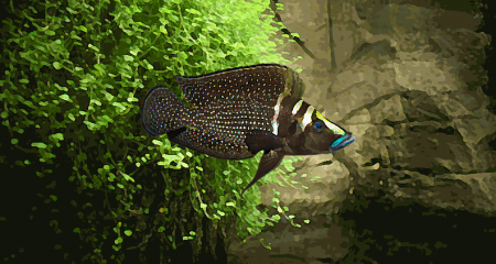 Acheter lamprologus calvus black pearl (environ 4 cm) sur la boutique ...