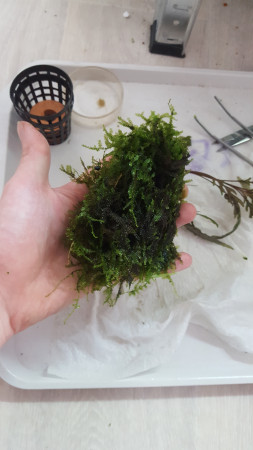 Acheter mousse de java