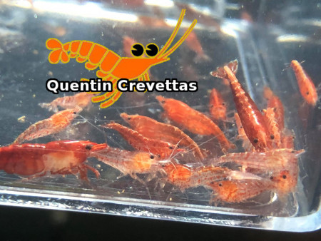 Acheter lot 10 crevettes red cherry rouges
