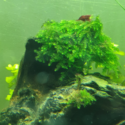 Acheter mousse de java