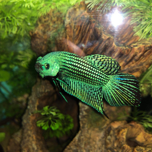 Acheter betta alien green