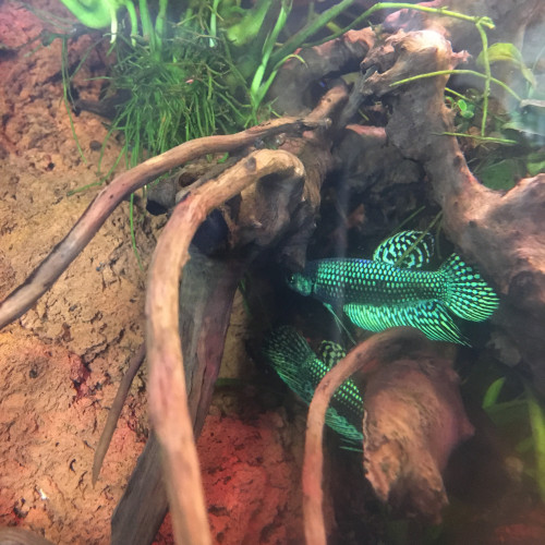 Acheter betta alien vert