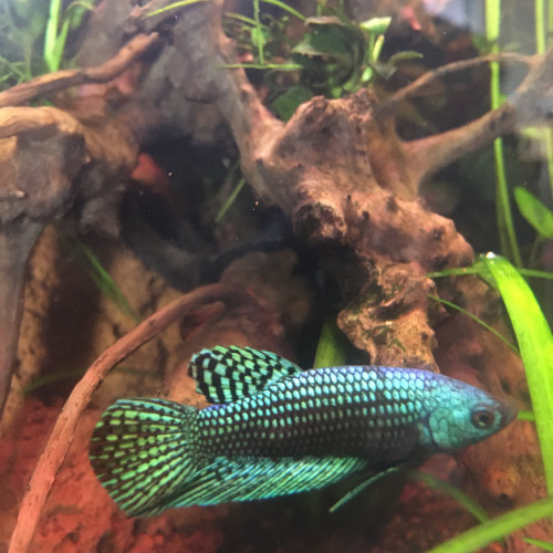 Acheter betta alien vert