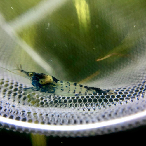 Acheter neocaridina blue carbon rili