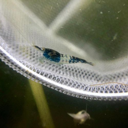 Acheter neocaridina blue carbon rili