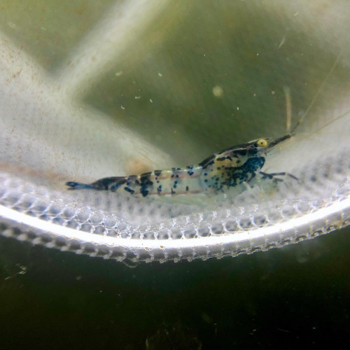 Acheter neocaridina blue carbon rili