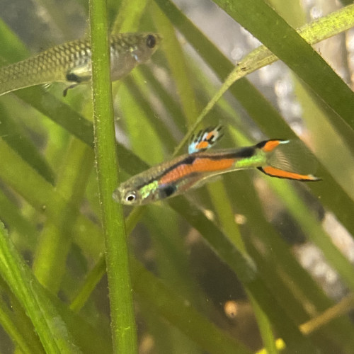 Acheter endler peacock