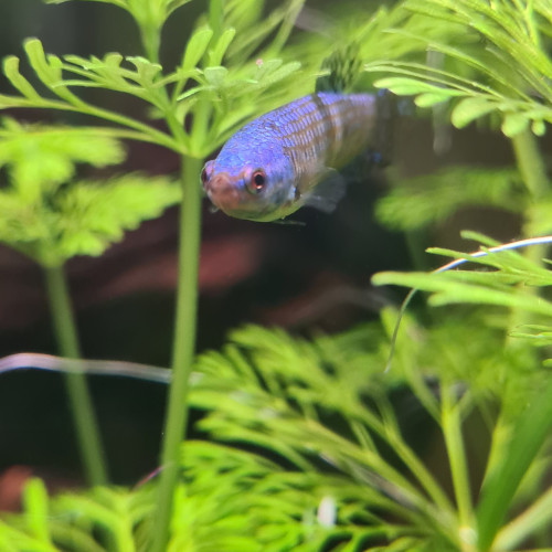 Acheter betta alien green femelle