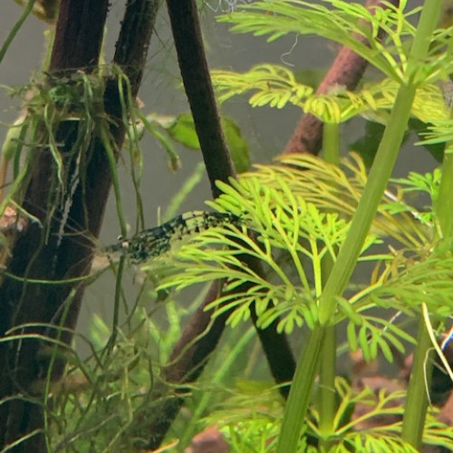 Acheter crevettes neocaridina carbon rili blue