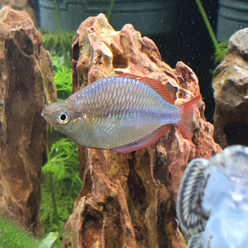 melanotaenia praecox mâle