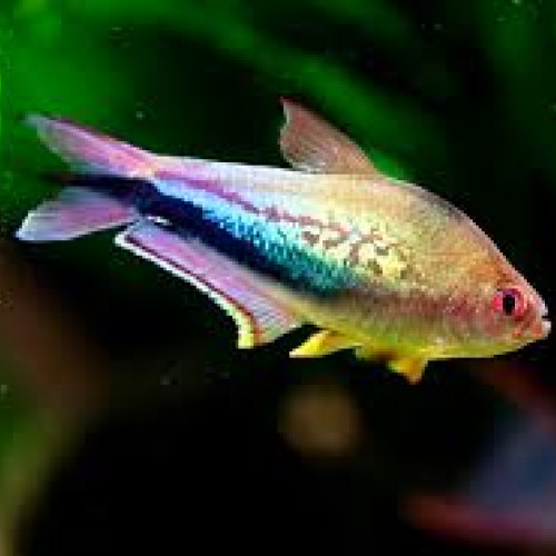 Acheter nematobrycon lacortei