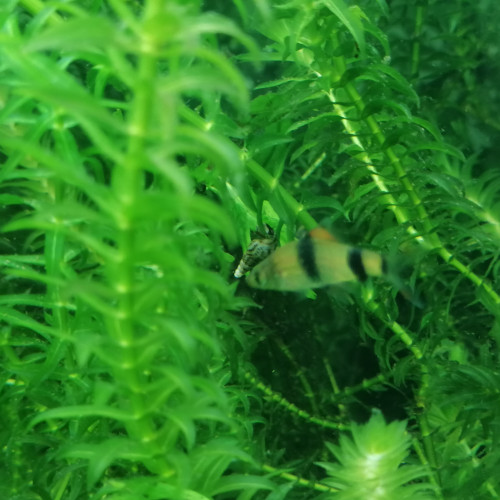 barbus filamentosus (dawkinsia filamentosus)