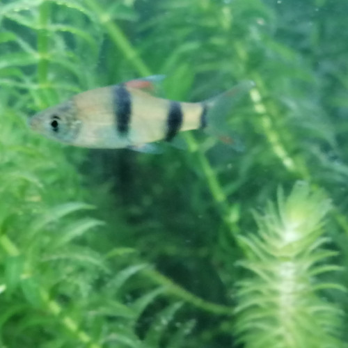 barbus filamentosus (dawkinsia filamentosus)