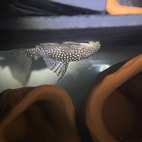 Acheter hypancistrus l136