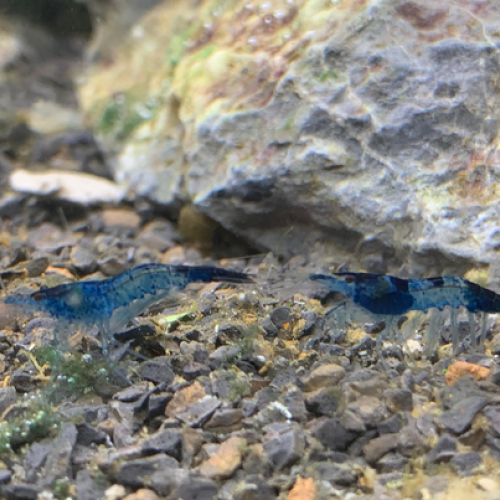 Acheter crevette blue velvet