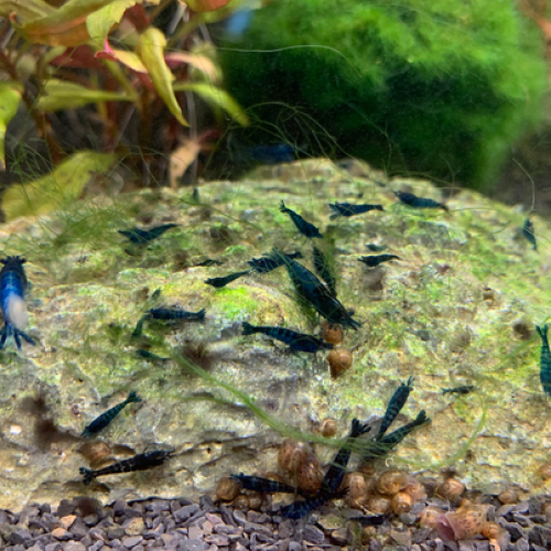 Acheter crevette blue velvet