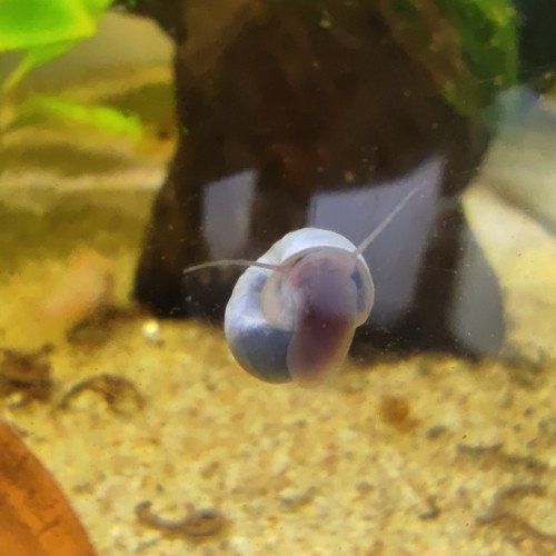 Acheter planorbe bleu