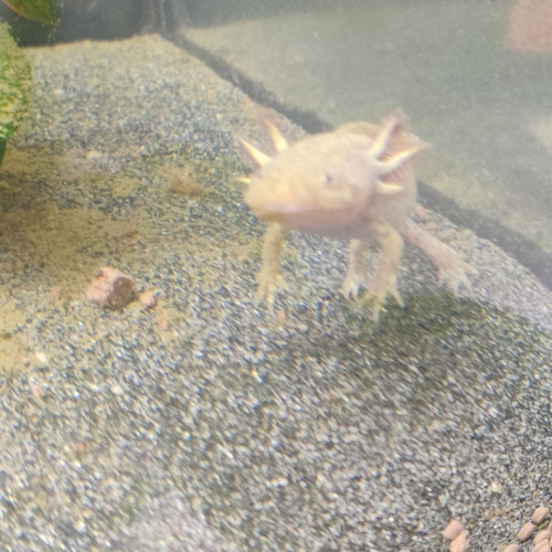 Acheter axolotls cooper