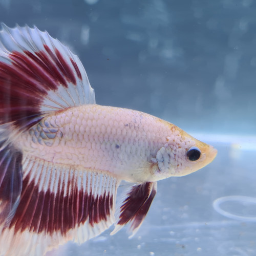 Acheter betta halfmoon tri-band