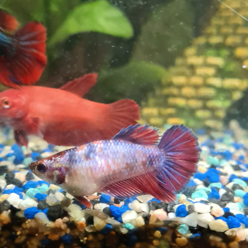 Acheter betta halfmoon tri-band femelle