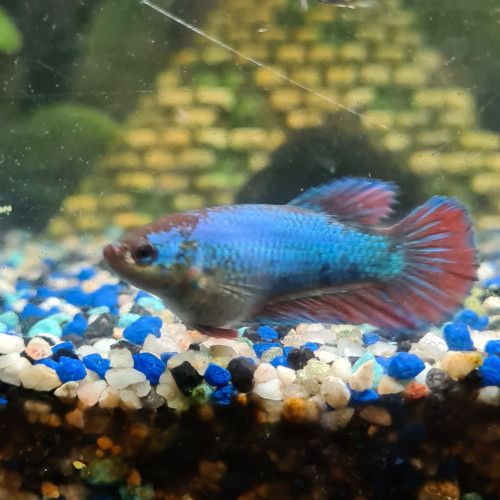 Acheter betta halfmoon tri-band bleu