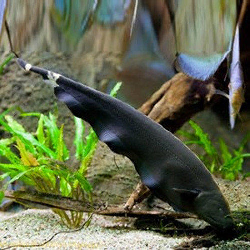 donne poisson couteau