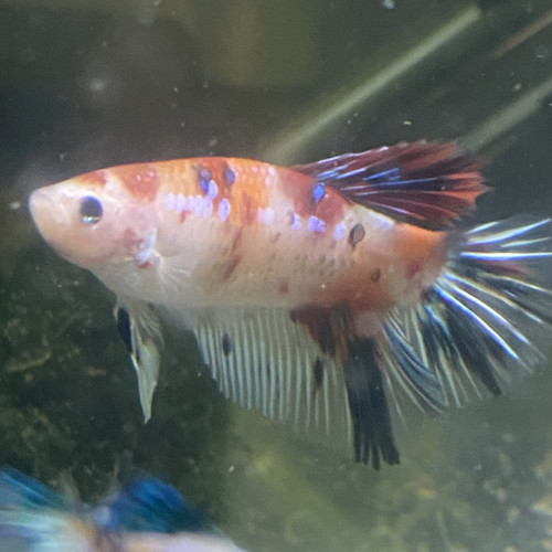 Acheter betta splendens koï