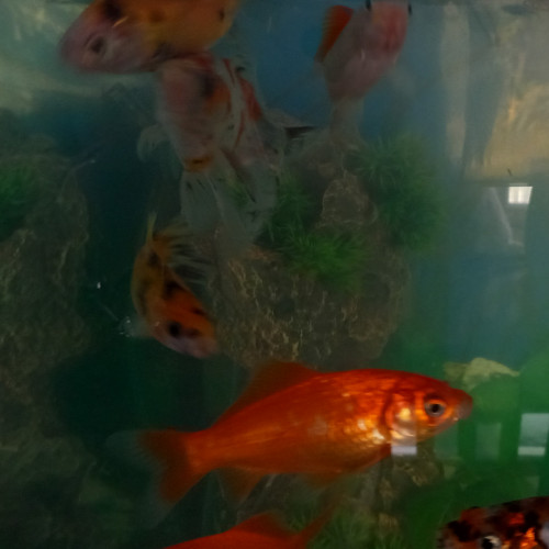 donne poisson rouge/comete/shubukin