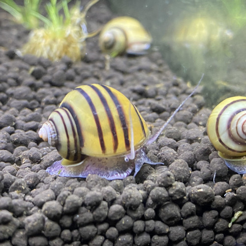 Acheter escargot asolene spixi