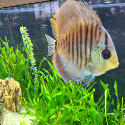 contre bons soins discus blue snake 11cm environ