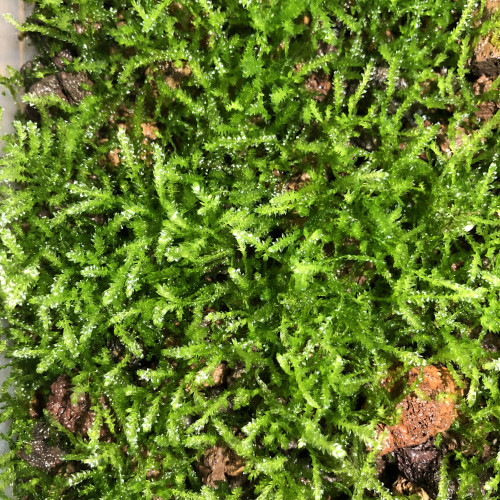 Acheter vesicularia ferriei