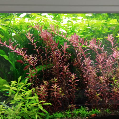 Acheter rotala blood red