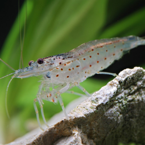 caridina multidentata/japonica/amano (femelles de ~4 cm)
