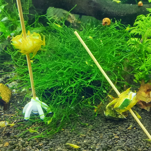 Acheter neocaridina yellow néon