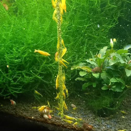 Acheter neocaridina yellow néon