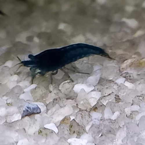 Acheter crevette néocaridina blue dreams