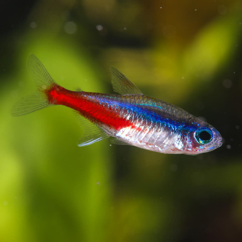 Acheter poissons néons pour aquarium