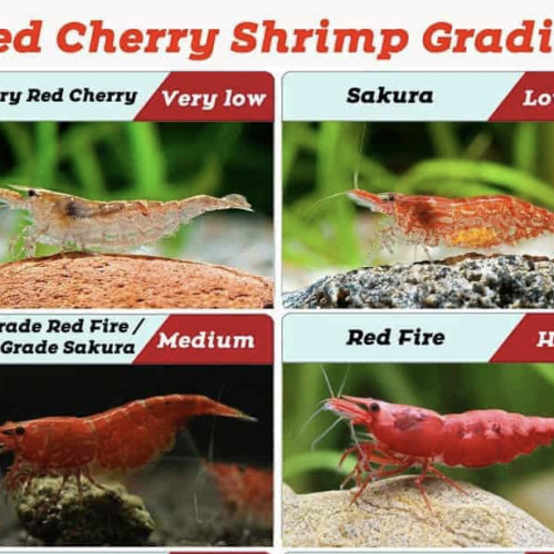 Acheter crevettes néocaridina sakura ( red cherry haut grade )