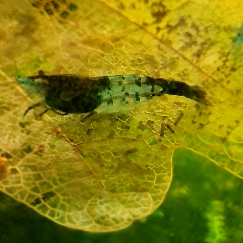 Acheter crevette neocaridina davidi rili carbon