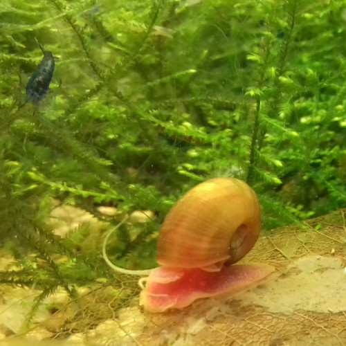 Acheter escargot planorbe d'aquarium